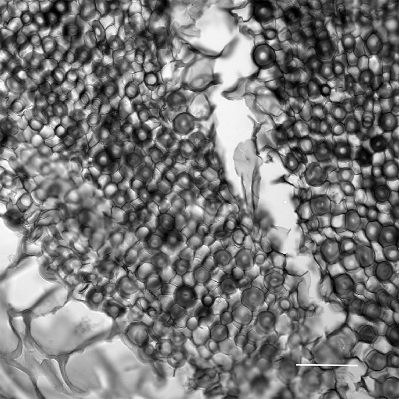 Microscopia De Contraste De Interferencia Diferencial BIOBASE